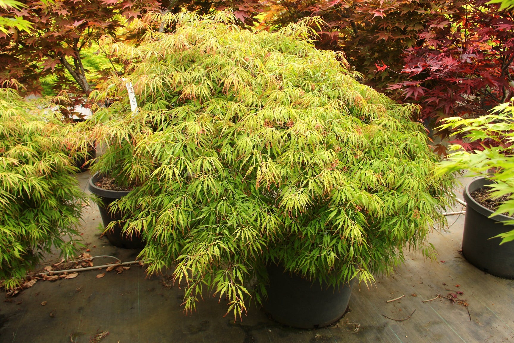 How Do You Take Care of An Acer Tree - The Arches