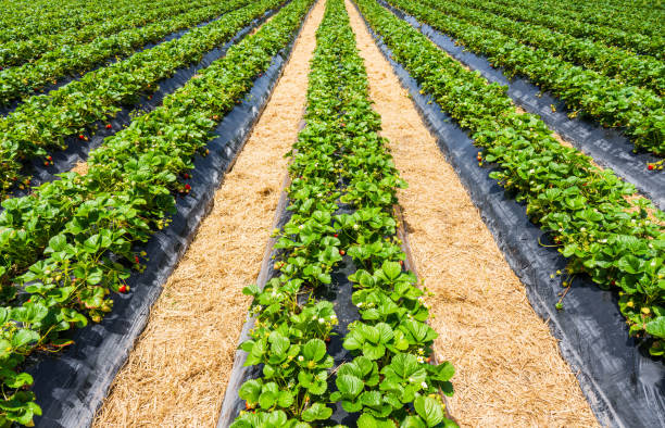 7 Steps for Growing Healthy Kiwi Plants in Your Garden - The Arches