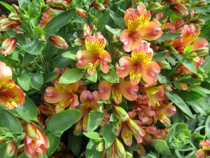 The Ultimate Guide to Growing Alstroemeria in Pots - The Arches