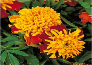 15 Stunning Types of Marigold Flowers for Your Garden - The Arches