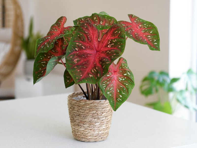 Top 8 Tips for Growing Lush Caladium Houseplants - The Arches