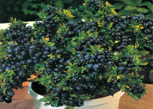 Top 12 Blueberry Varieties You Must Try in the UK - The Arches