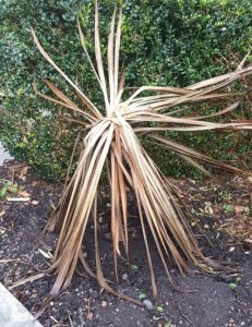 The Ultimate Guide On How to Revive An Ailing or Dying Cordyline Shrub ...