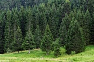 Discover the 10 Types Of Coniferous Trees Commonly Grown - The Arches