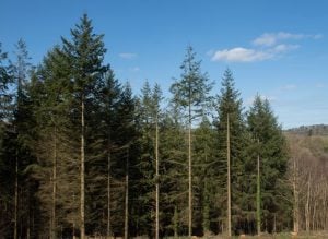 25 Most Popular Types of Pine Trees Grown in The UK - The Arches