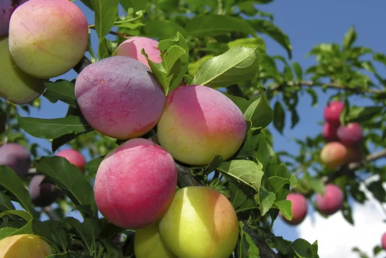 Top 10 Plum Varieties to Grow Successfully in the UK - TheArches