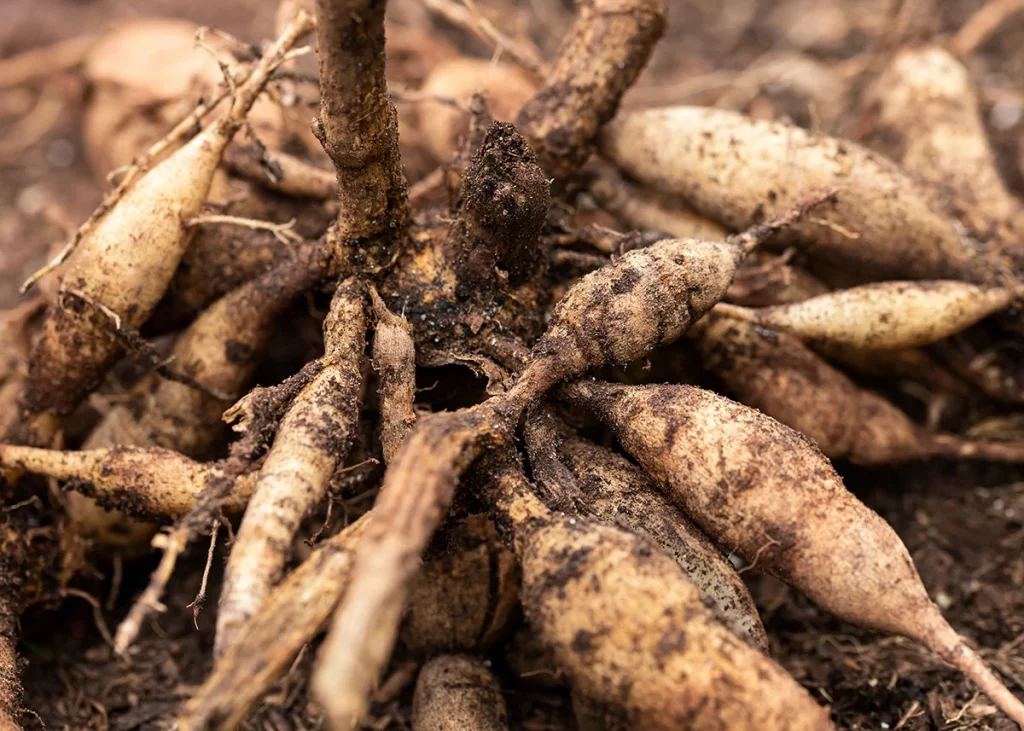 The Ultimate Guide to Lifting and Splitting Dahlia Tubers - The Arches