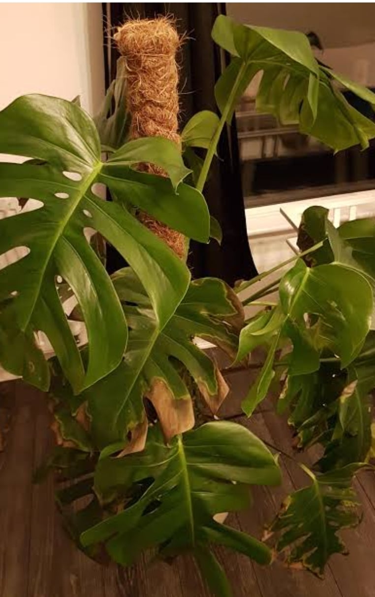 Why Your Monstera Needs a Repot And How To Do It Right - The Arches