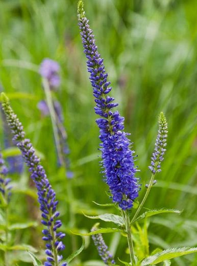 10 Easy Tips to Take Care of Veronica longifolia 'Garden Speedwell ...
