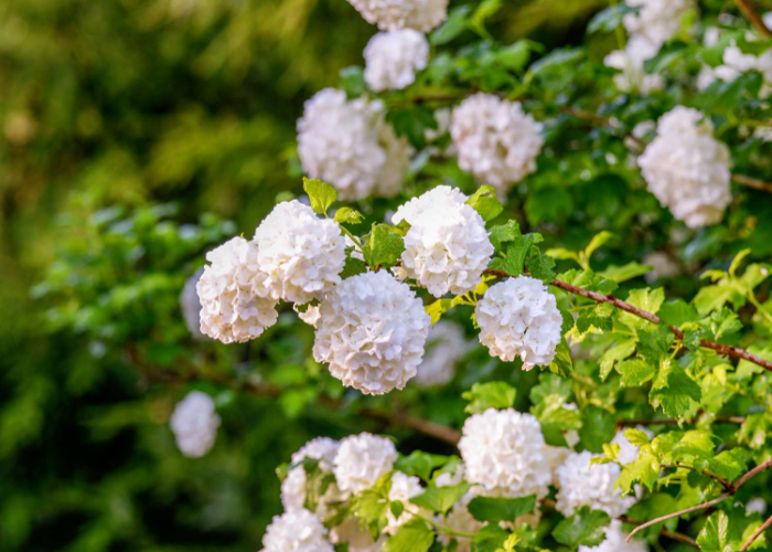 Top 20 Small Flowering Shrubs for Shaded Gardens [UK] - The Arches