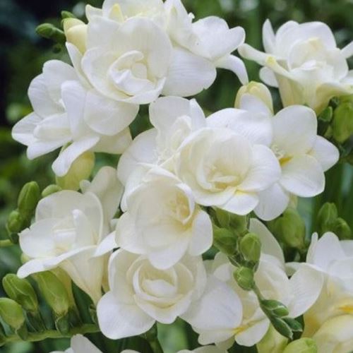 20 Unique Types of Freesias to Add Color to Your Garden - The Arches