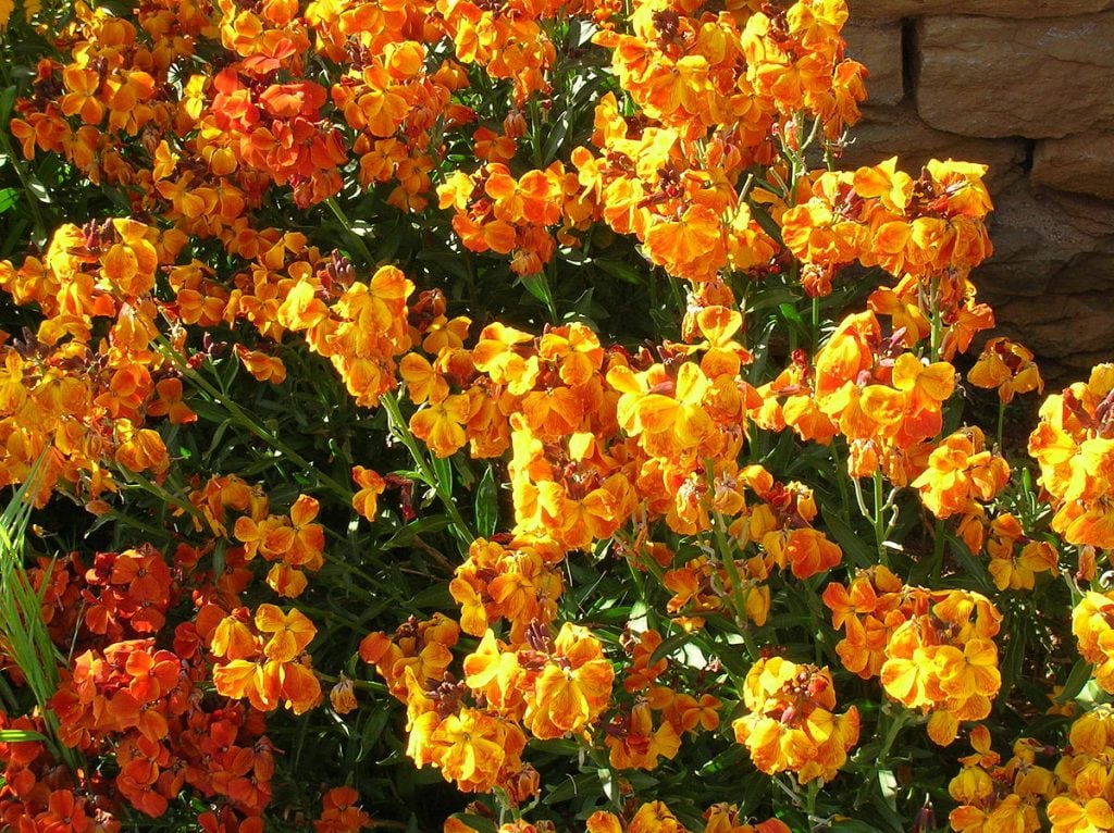 24 Long-Flowering Perennials That Will Transform Your Garden - The Arches