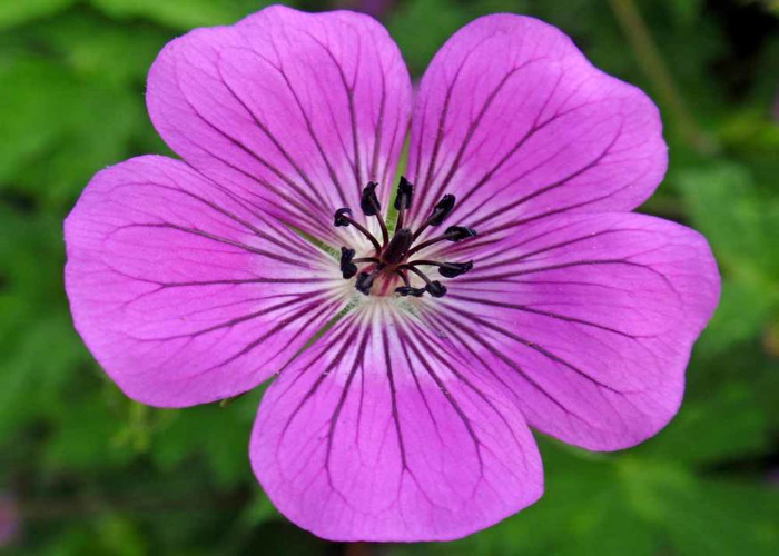 List of 20 Hardy Geranium Varieties to Enhance Your Garden - The Arches