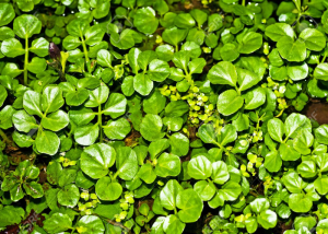 How to Grow Cress Indoors: 5 Easy Steps to Follow - The Arches