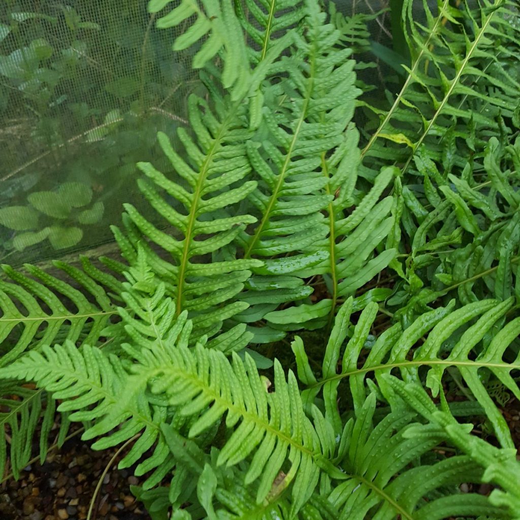 25 Different Types of Fern to Grow in the UK - The Arches