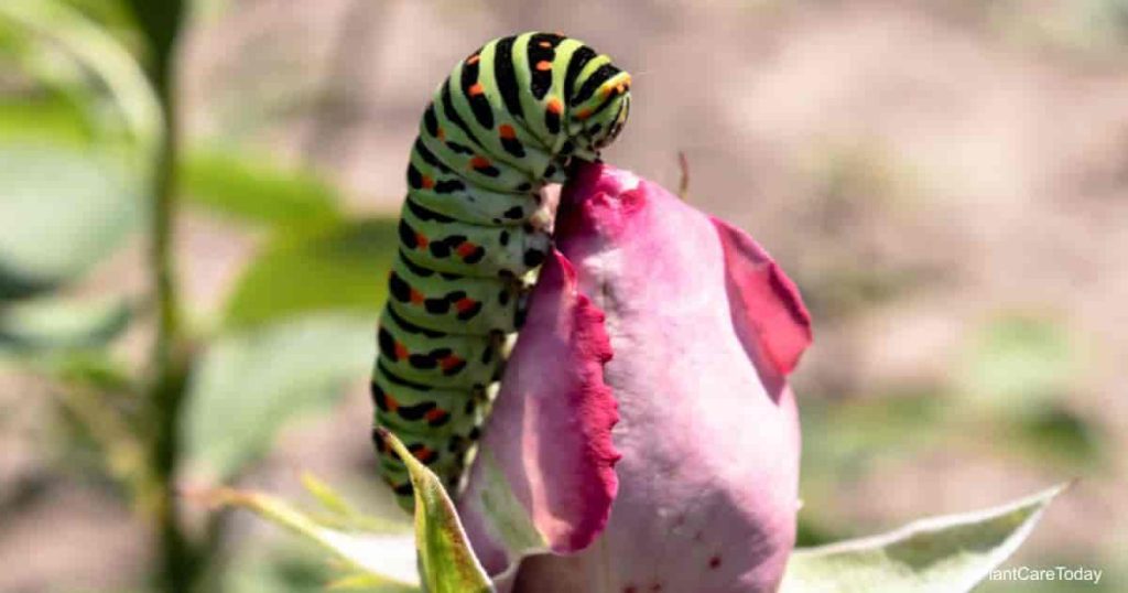 Guide to Using Spinosad for Controlling Small Caterpillars on Roses ...