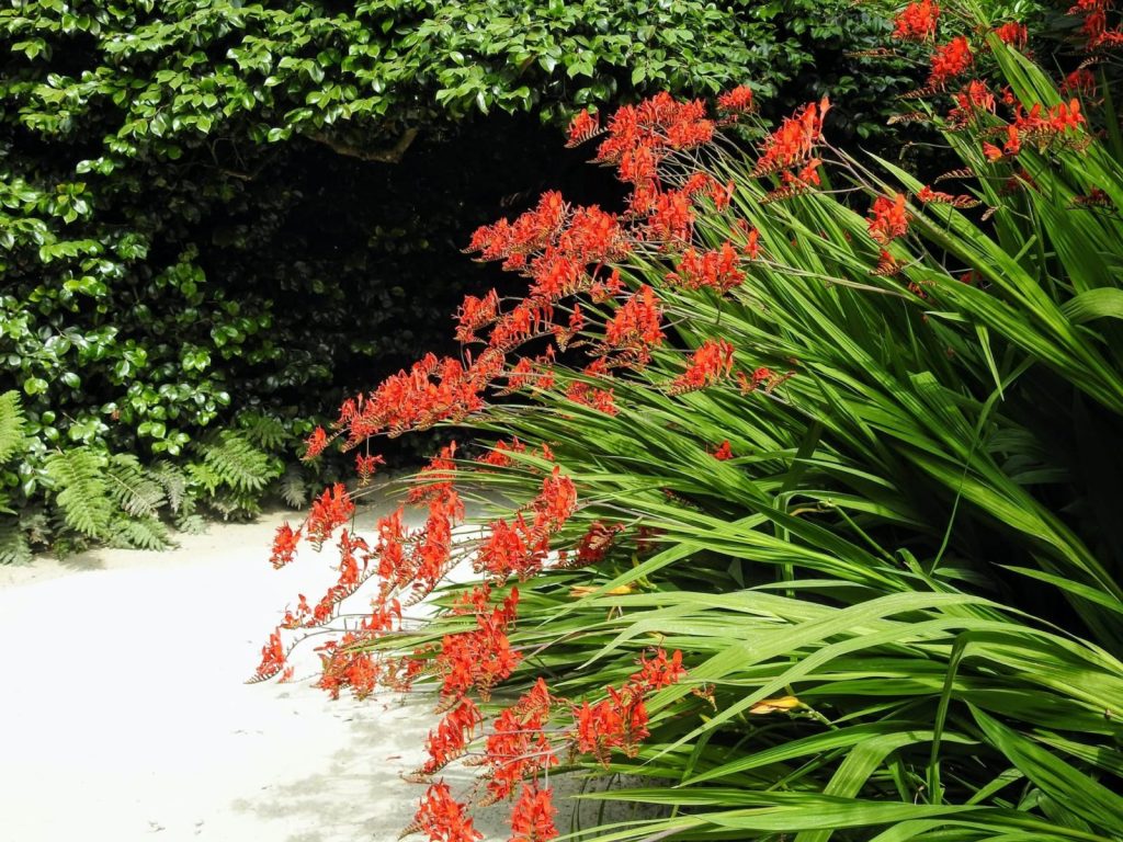 When to Plant Crocosmia Bulbs - The Arches