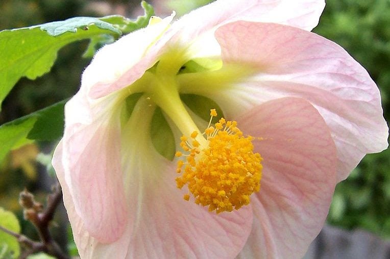 A Complete Guide to Cross-Pollination - The Arches