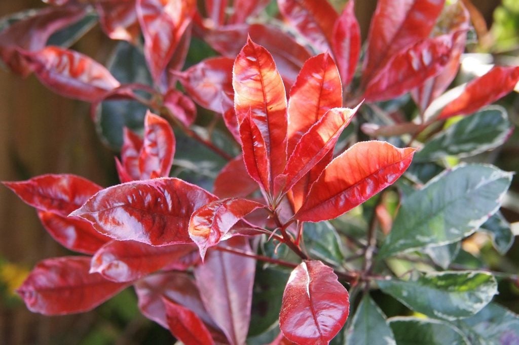 Growing and Caring Guide: Photinia ‘Red Robin' - The Arches