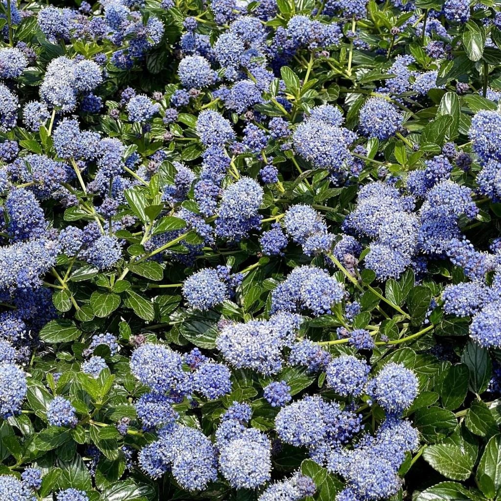 What is the Ceanothus Yankee Point Height - The Arches
