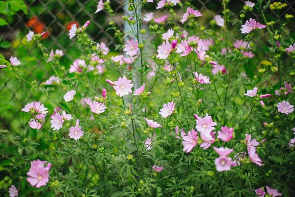 Lavatera Plant: Lifespan, Care Tips, and Maintenance - The Arches