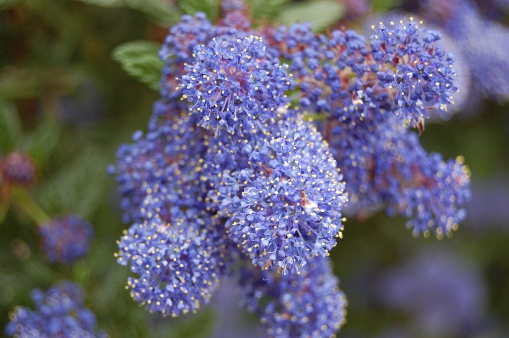 What is the Ceanothus Yankee Point Height - The Arches