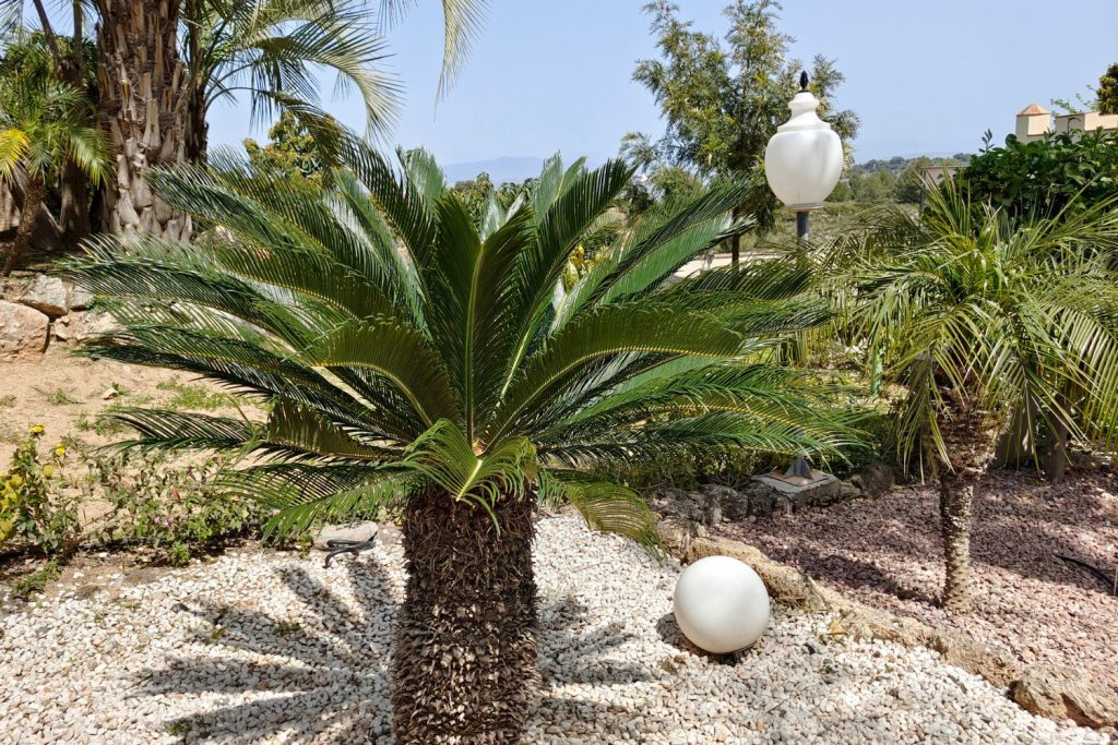 Discover Best Fertilizers for Best Palm Trees for UK - The Arches