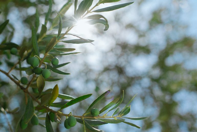 The Ultimate Guide to Pruning Your Olive Trees - The Arches