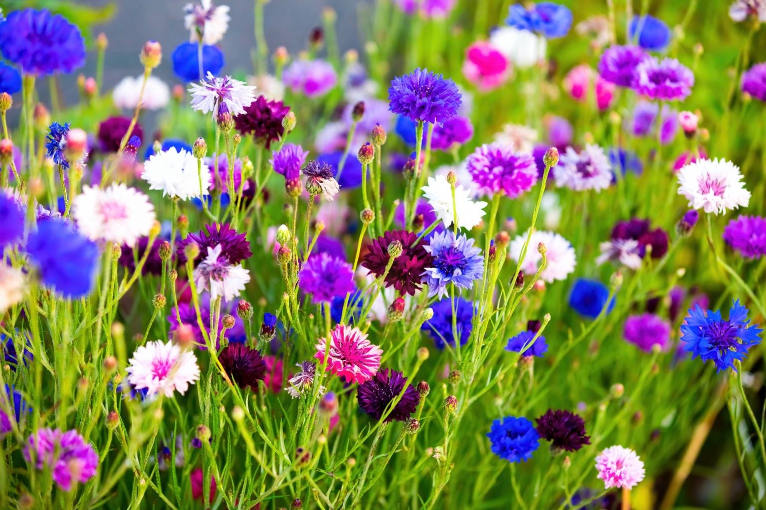Pinching Out Cosmos: When And How To Do It? - The Arches