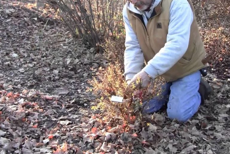 Potentilla Care: The Benefits of Pruning and How to Do It Right - The ...