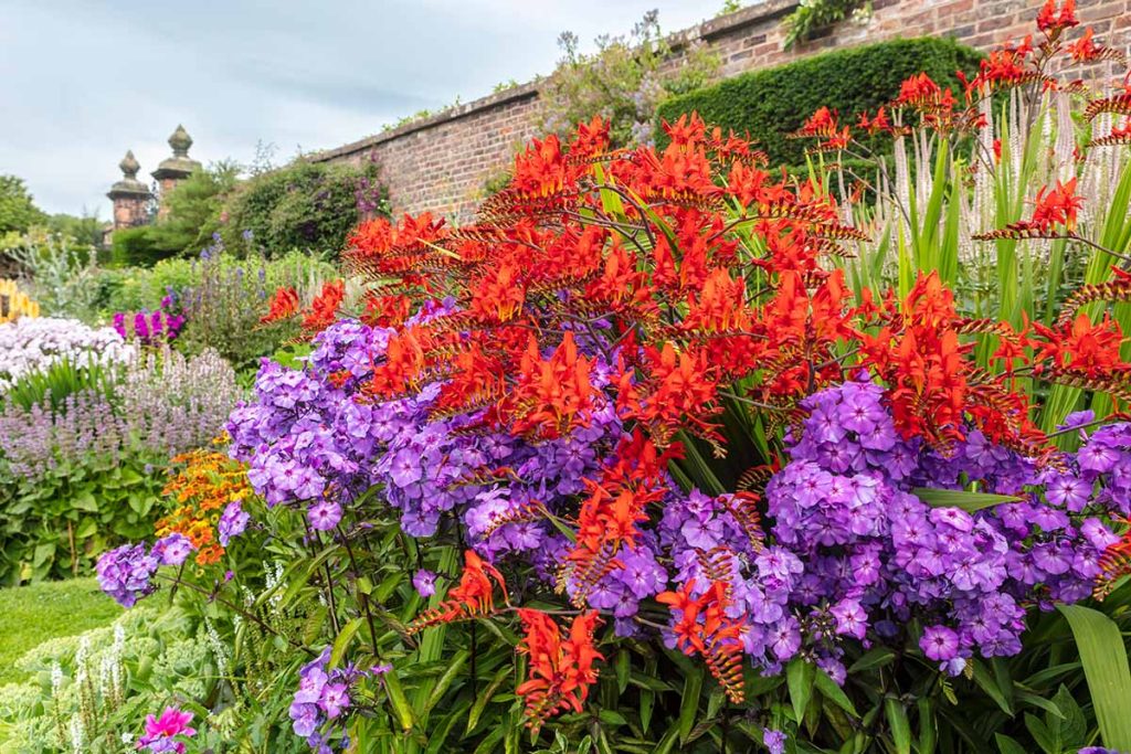 When to Cut Back Crocosmia - The Arches