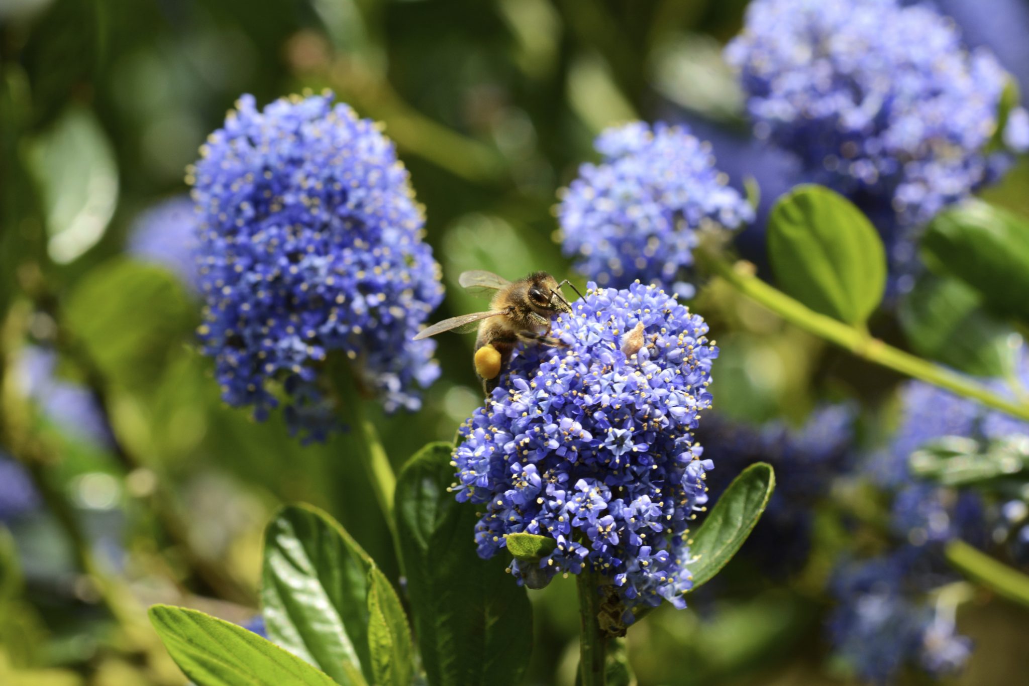 When to Prune Ceanothus - The Arches