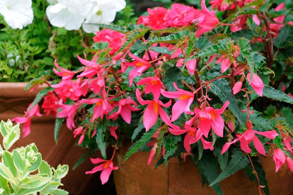 Where to Buy Crackling Fire Begonia Tubers - The Arches