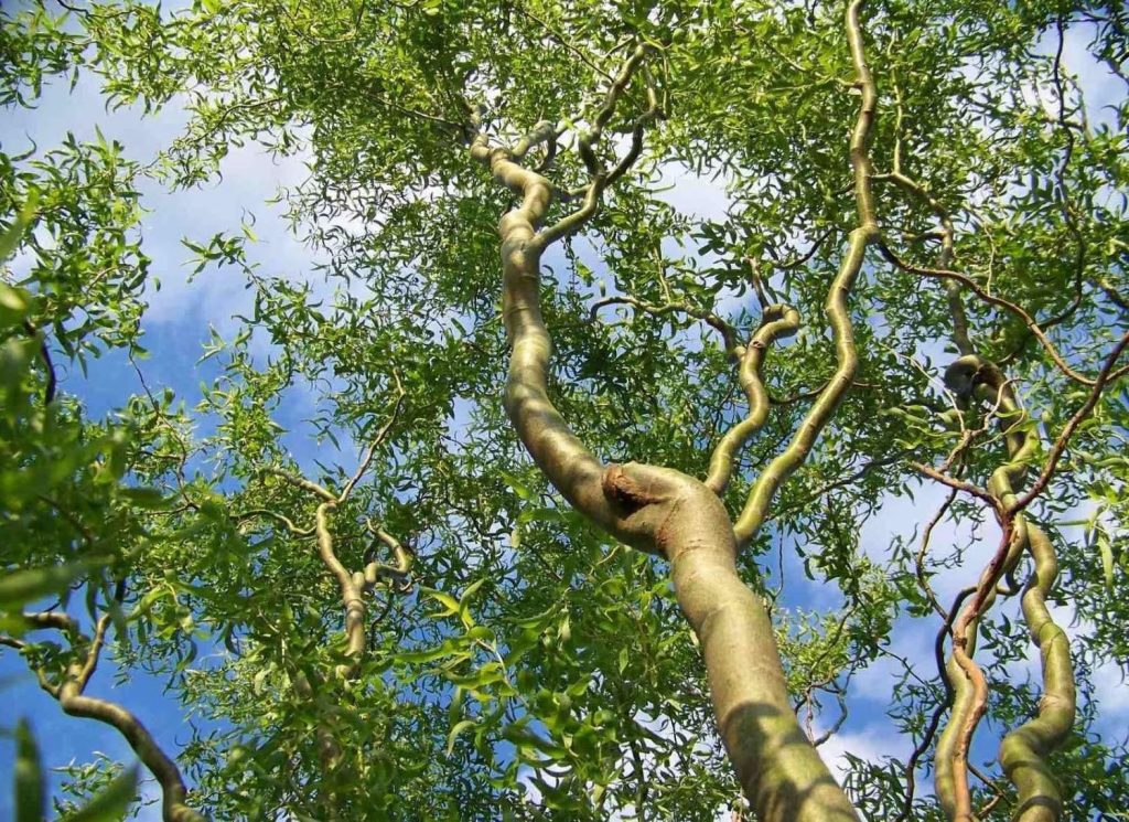 Are Curly Willows Invasive? - The Arches