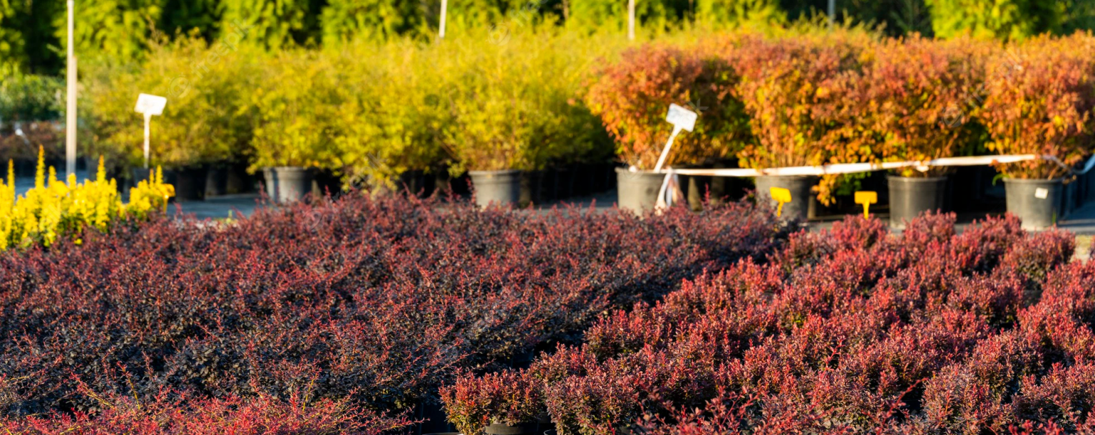 How to Grow and Care for Berberis 'barberry' Plants [UK] - The Arches