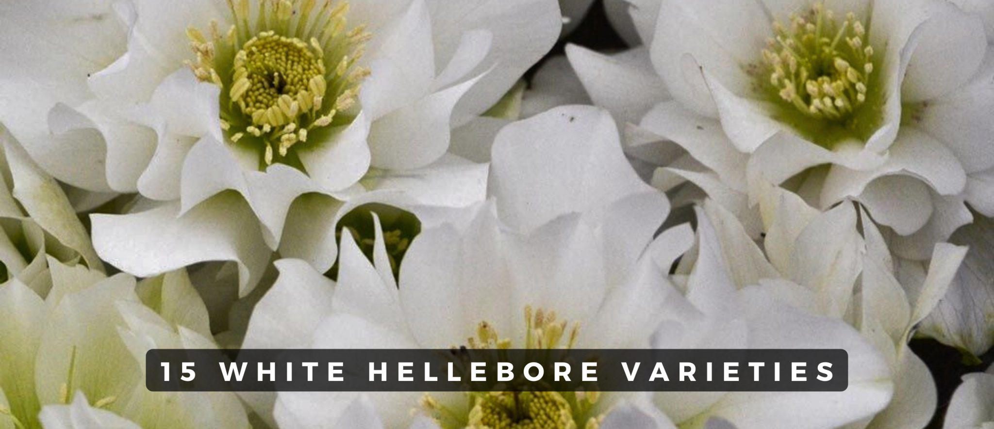 15 Stunning White Hellebore Flowers You Need to See - The Arches