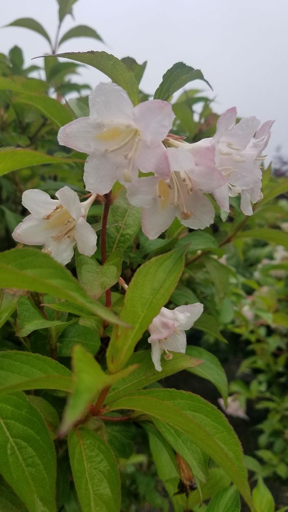14 Gorgeous Weigela Species for a Stunning Landscape - The Arches 14 Gorgeous Weigela Species for a Stunning Landscape - The Arches