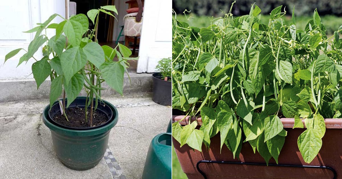 Grow French Beans Easily from Seed: A Step-by-Step Guide - The Arches