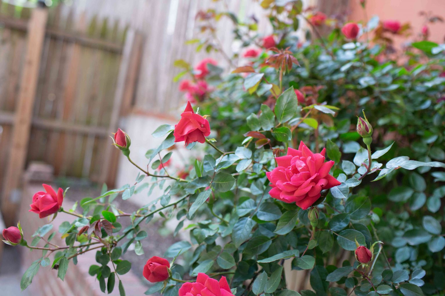 When and How to Properly Feed Your Roses in the UK - The Arches