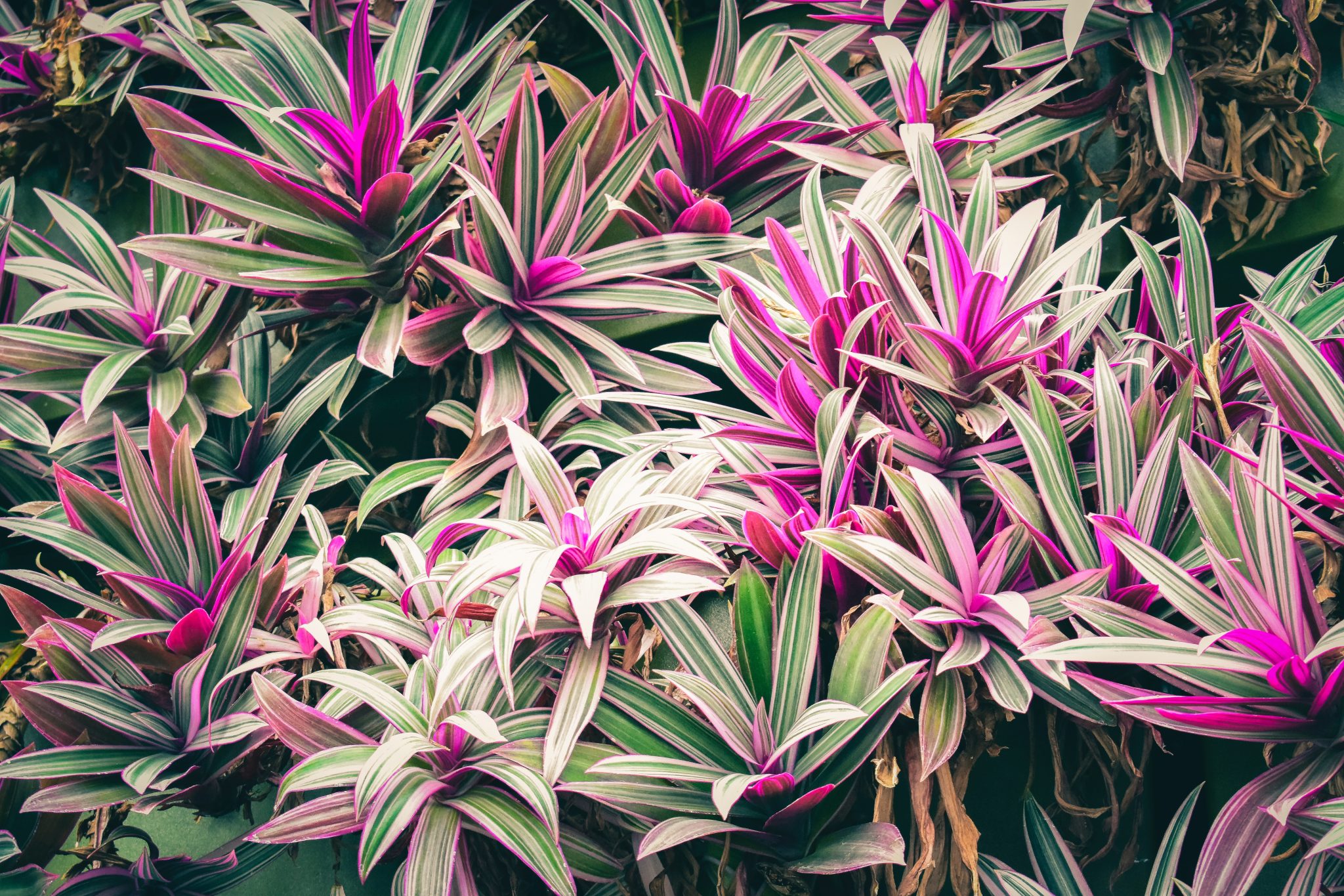 Why is My Red Robin Plant Dying? - The Arches