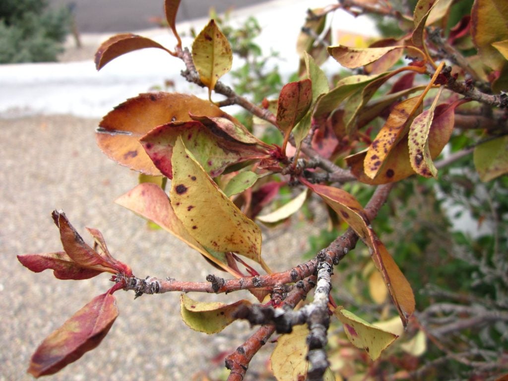 Complete Guide to Pruning Photinia Red Robin - The Arches
