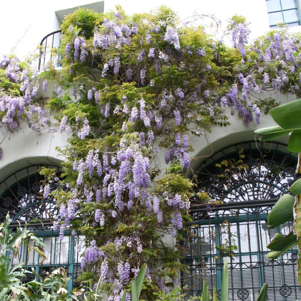 Low Maintenance Climbing Plants - The Arches