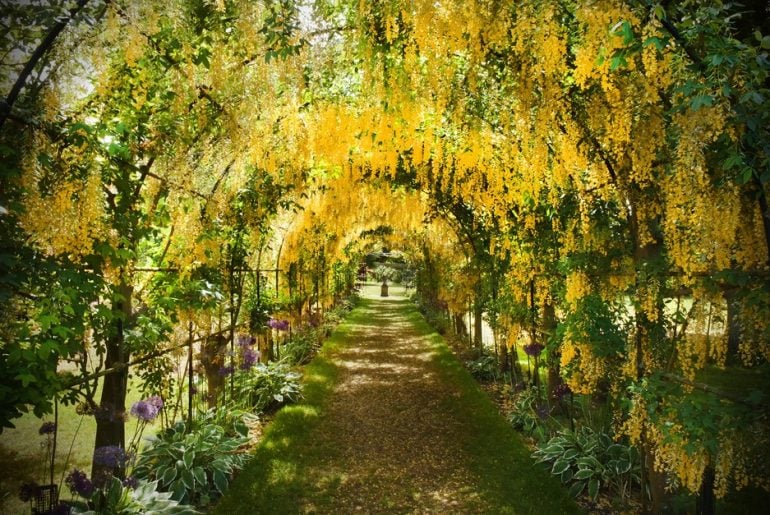 Top 10 Laburnum Tree Varieties You Must Know About - The Arches