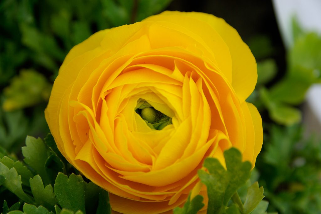 The Ultimate Guide to Growing Ranunculus Successfully in Pots - The Arches