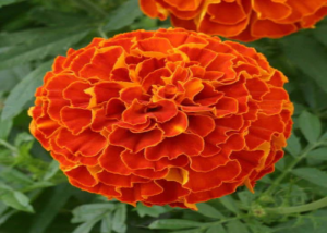15 Stunning Types of Marigold Flowers for Your Garden - The Arches