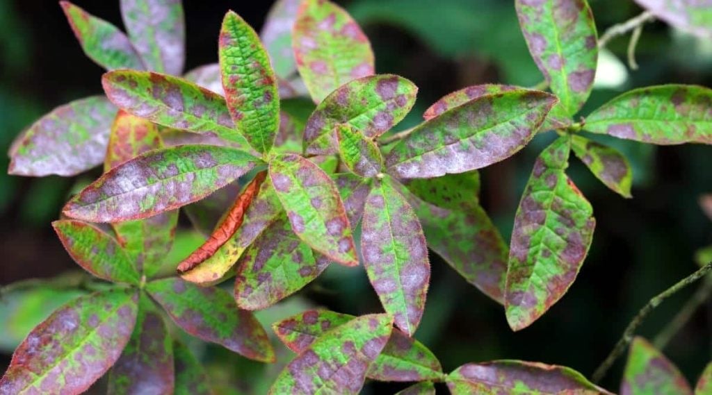 What Does an Overwatered Azalea Look Like? - The Arches