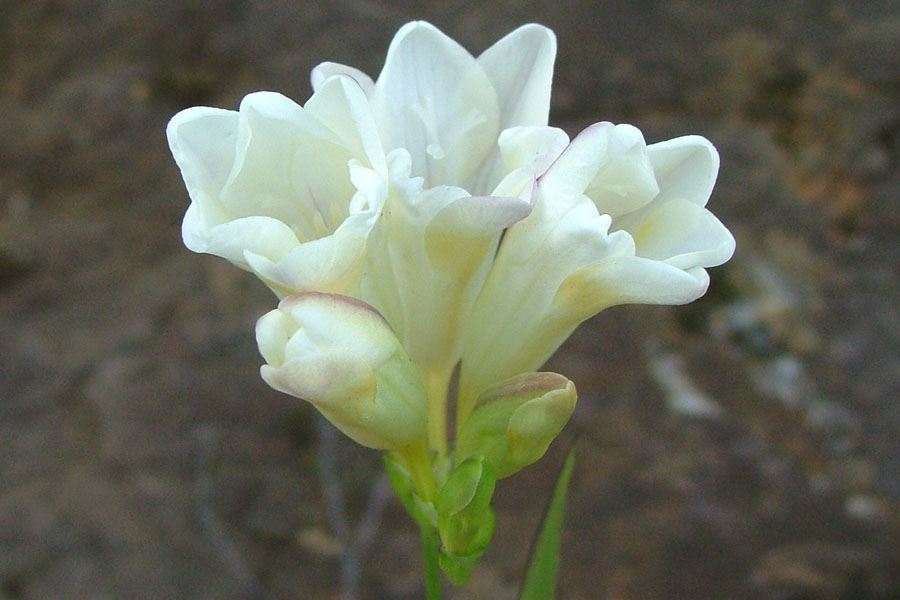 20 Unique Types of Freesias to Add Color to Your Garden - The Arches