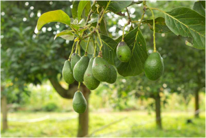 6 Easy Steps to Follow for Growing Avocado Stones - The Arches