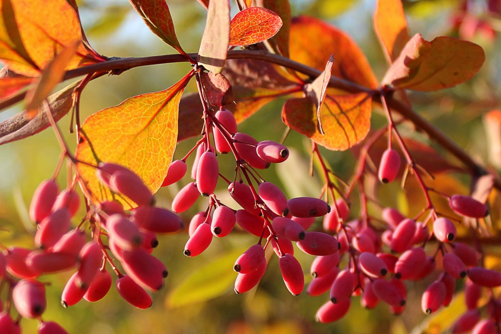 How to Grow and Care for Berberis 'barberry' Plants [UK] - The Arches