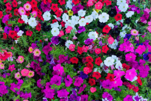 25 Must-Have Shrubs for Garden Border Designs - The Arches